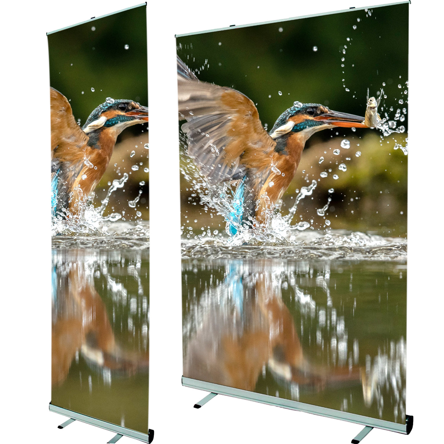 Roll Up Grandi Dimensioni Wildcat - Piu' Visibile!!